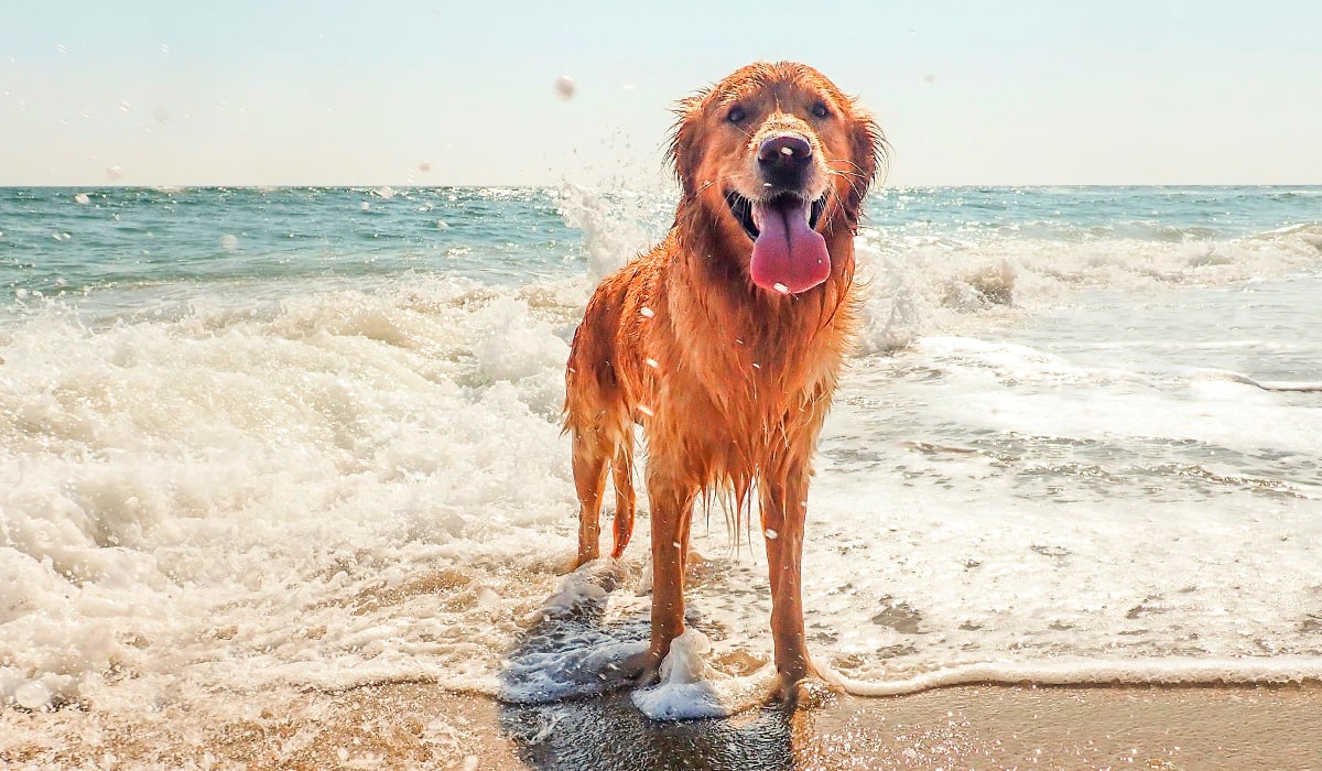 Playas para perros en Euskadi durante todo el año | Blog Euskaltel